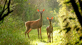 Jackson-Hole-Symposium – Ohren spitzen - BNP Paribas